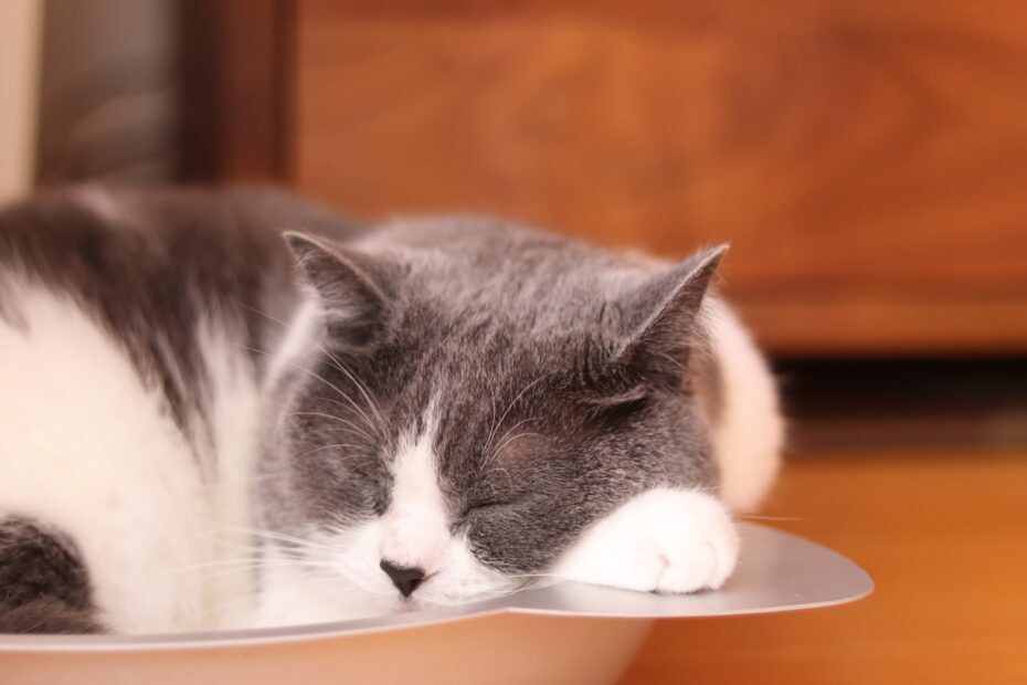 ペット葬儀セミナーのお知らせ - HuPet Life ペットメモリアル福岡