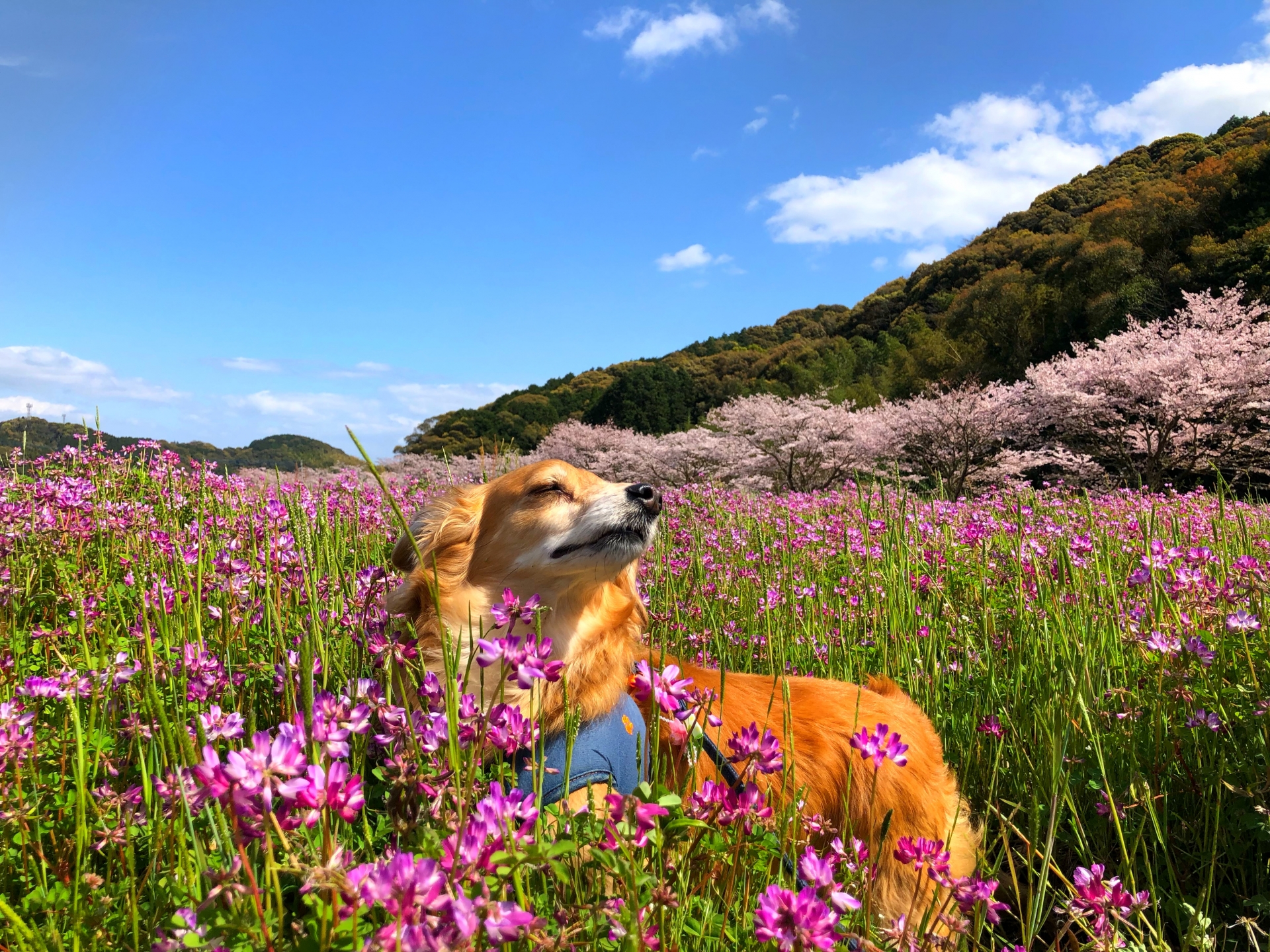 ペットの健康のために - HuPet Life ペットメモリアル福岡