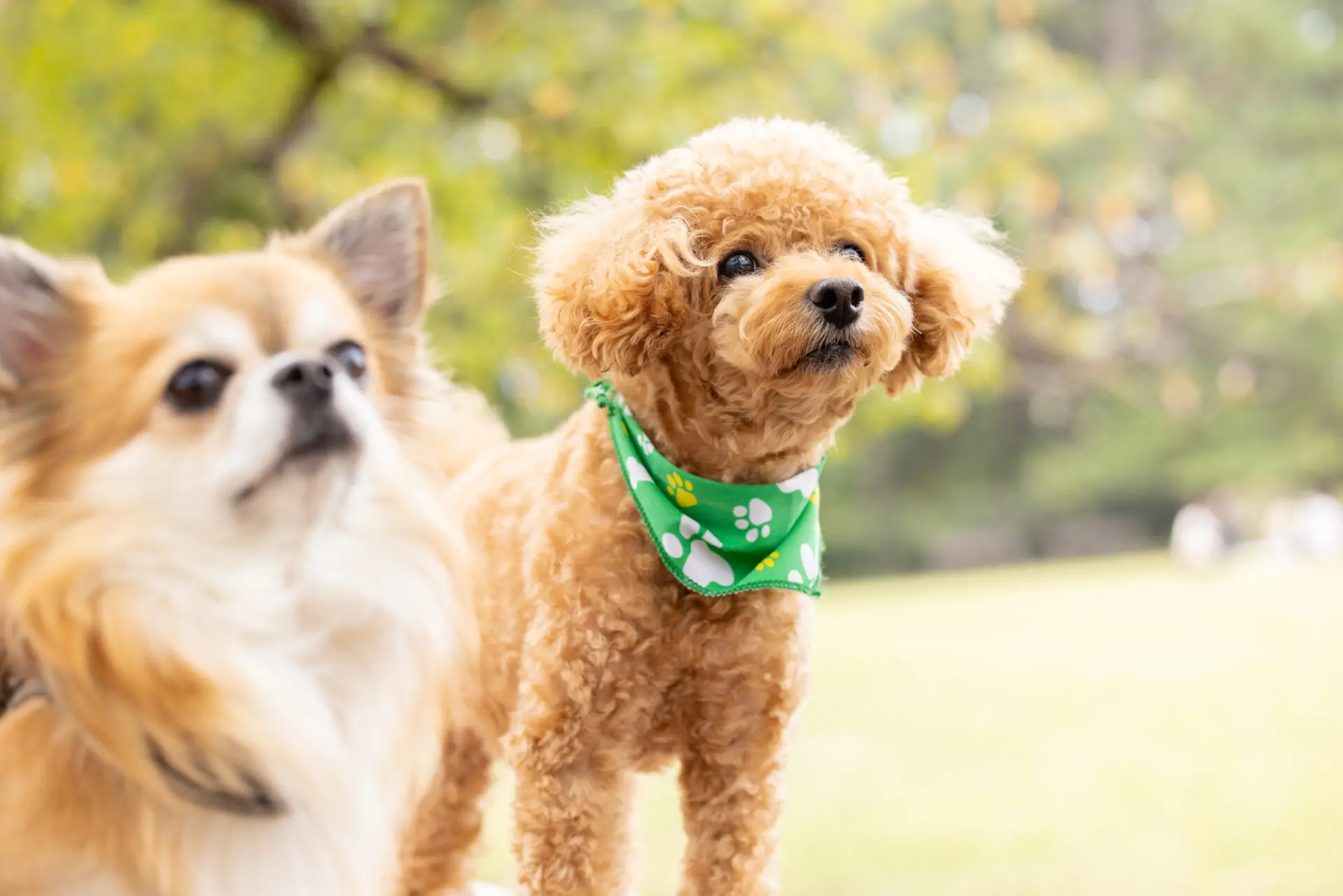 料金プラン - HuPet Life ペットメモリアル福岡